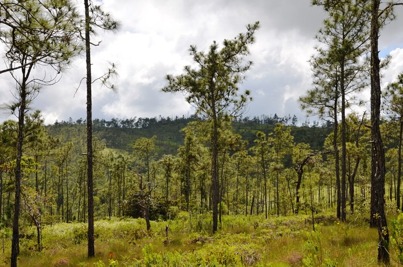 Mountain Pine Ridge Tour - Jam Jam Tours